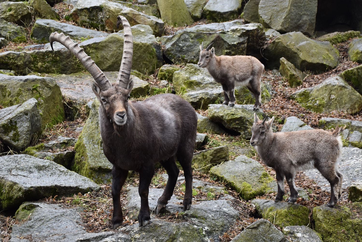 Domáce a exotické druhy v Tierpark Stadt Haag | schauvorbei