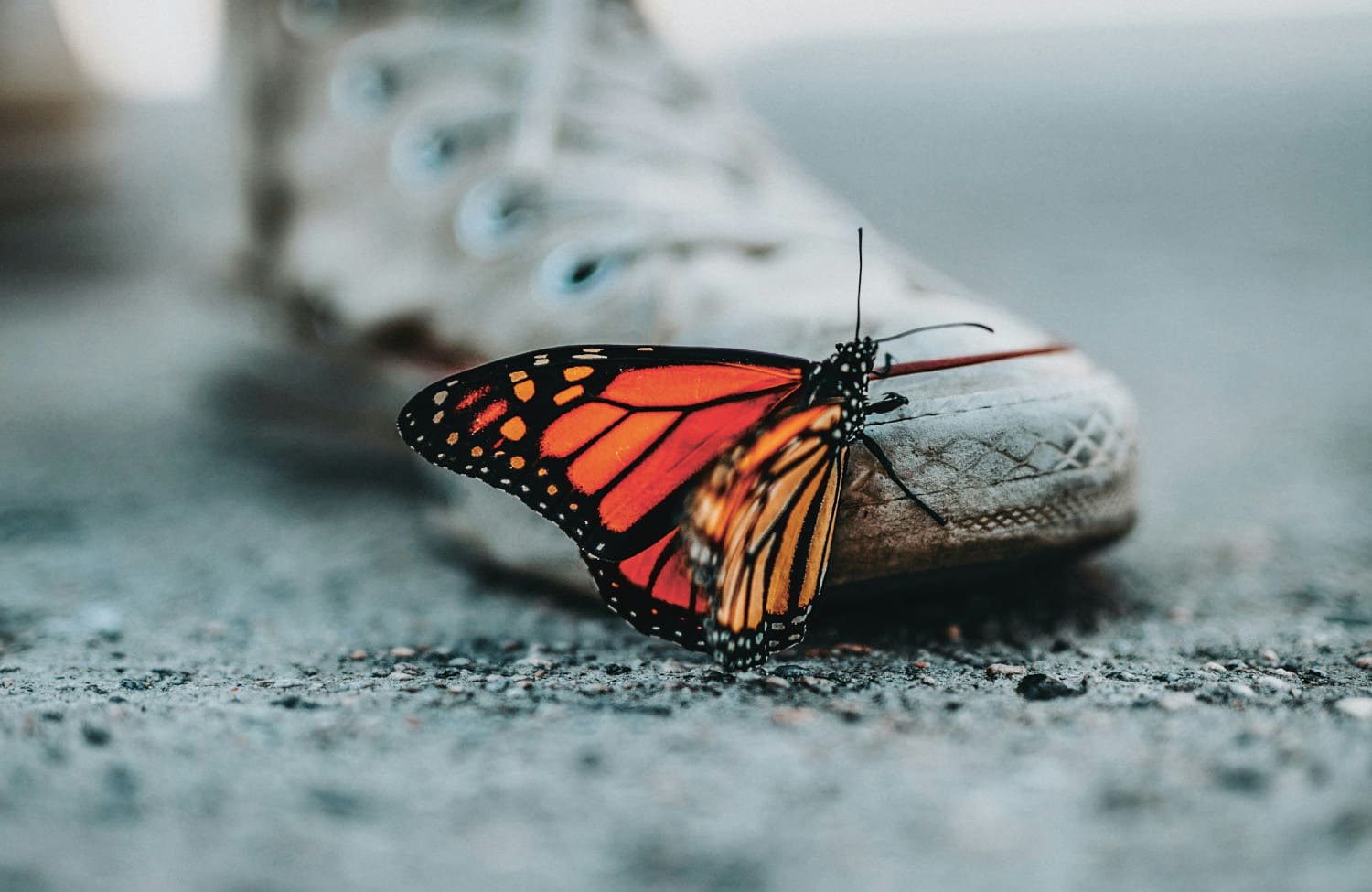 Erzählcafe mit Gert Dressel | schauvorbei