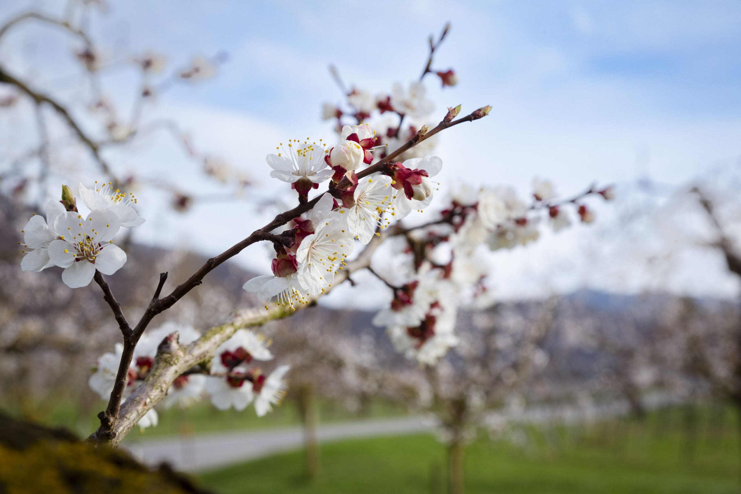 Wachauer Marillenblüte: Erste Bäume öffnen ihre Knospen | schauvorbei